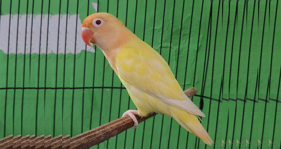 Combination of mutations that can eliminate wing patterns in fischeri ...