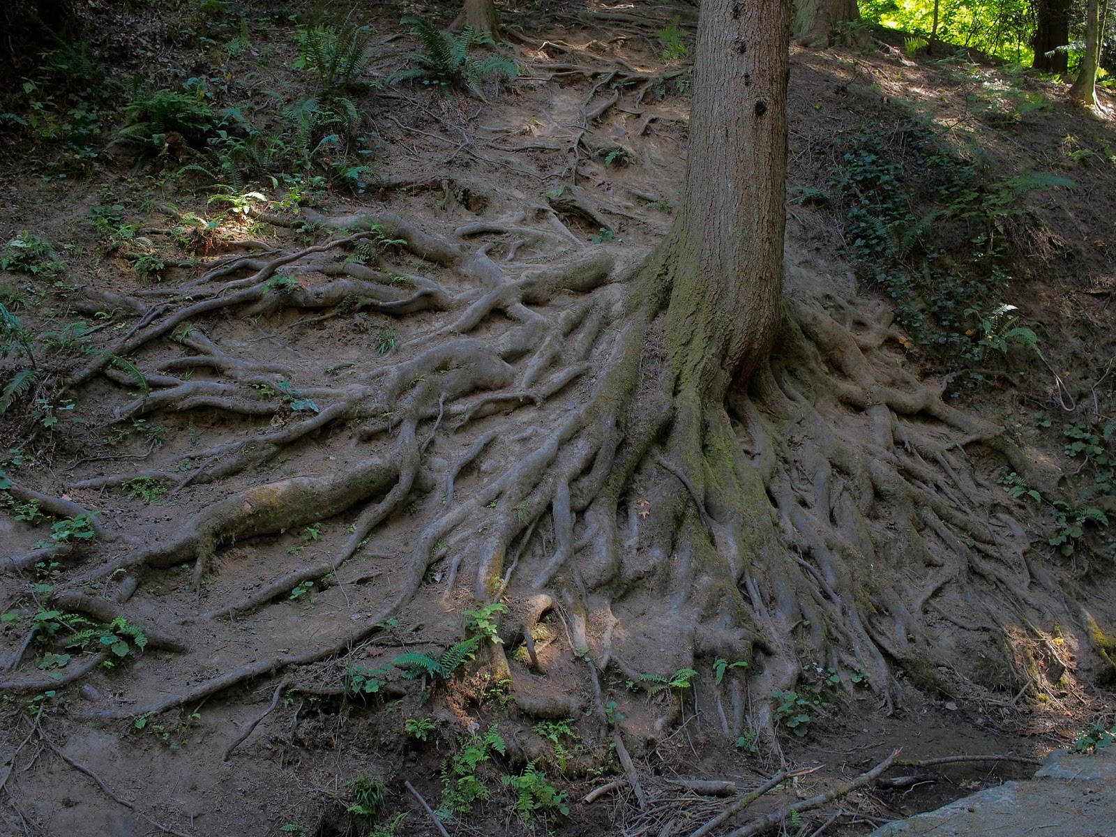 Bamboo at the Hoyt Arboretum