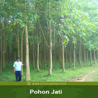 PENYEBARAN TANAMAN JATI DI INDONESIA - Ciriciripohon.com