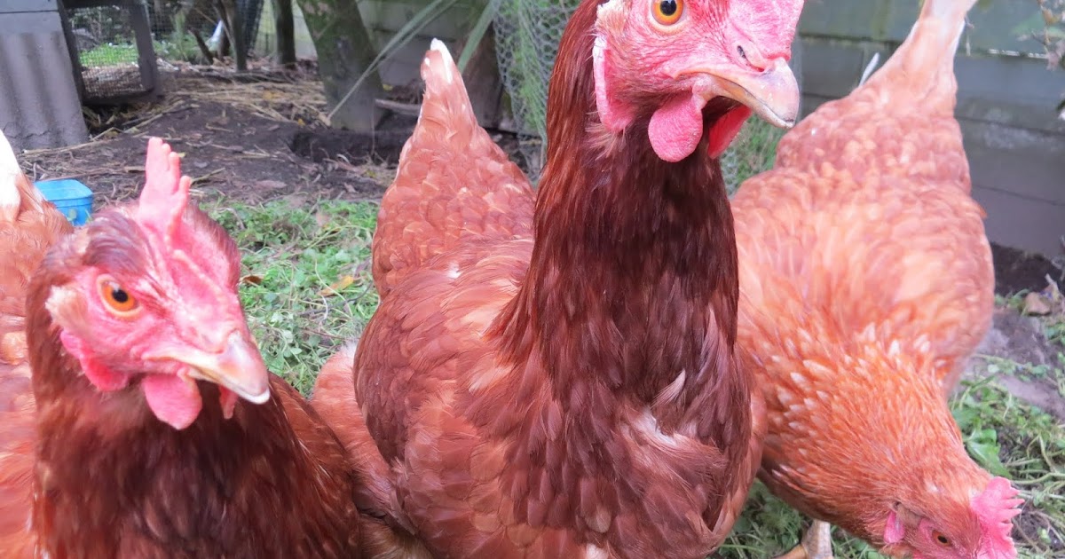 Keeping Chickens NZ: How I poisoned and choked my chicken - and she ...