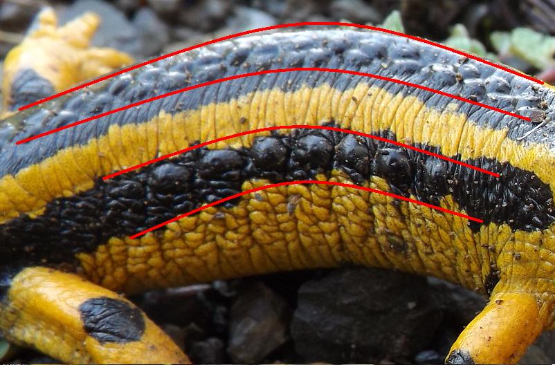 Fire Salamander Poison