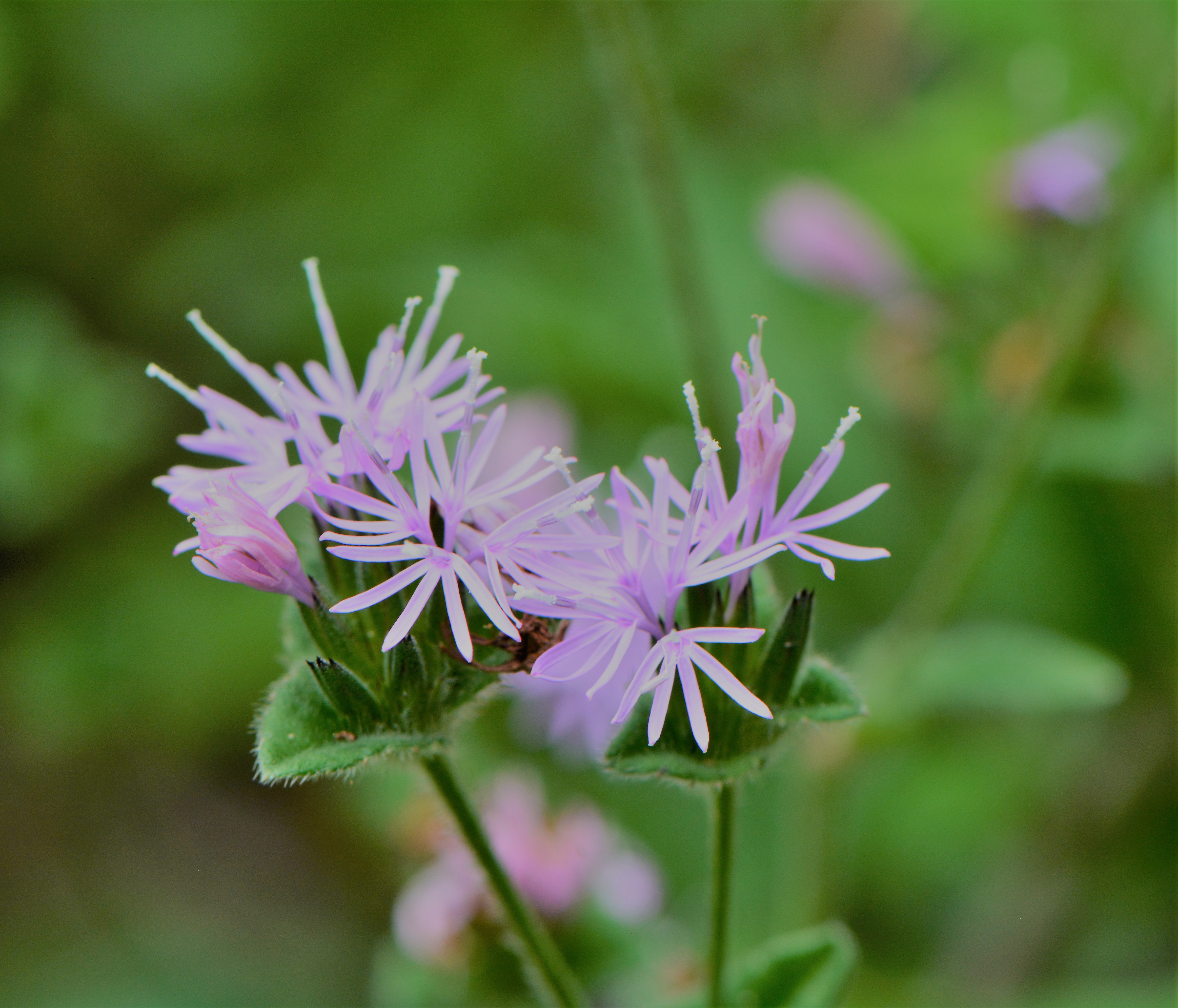 Wildflower Wednesday: Elephantopus tomentosus