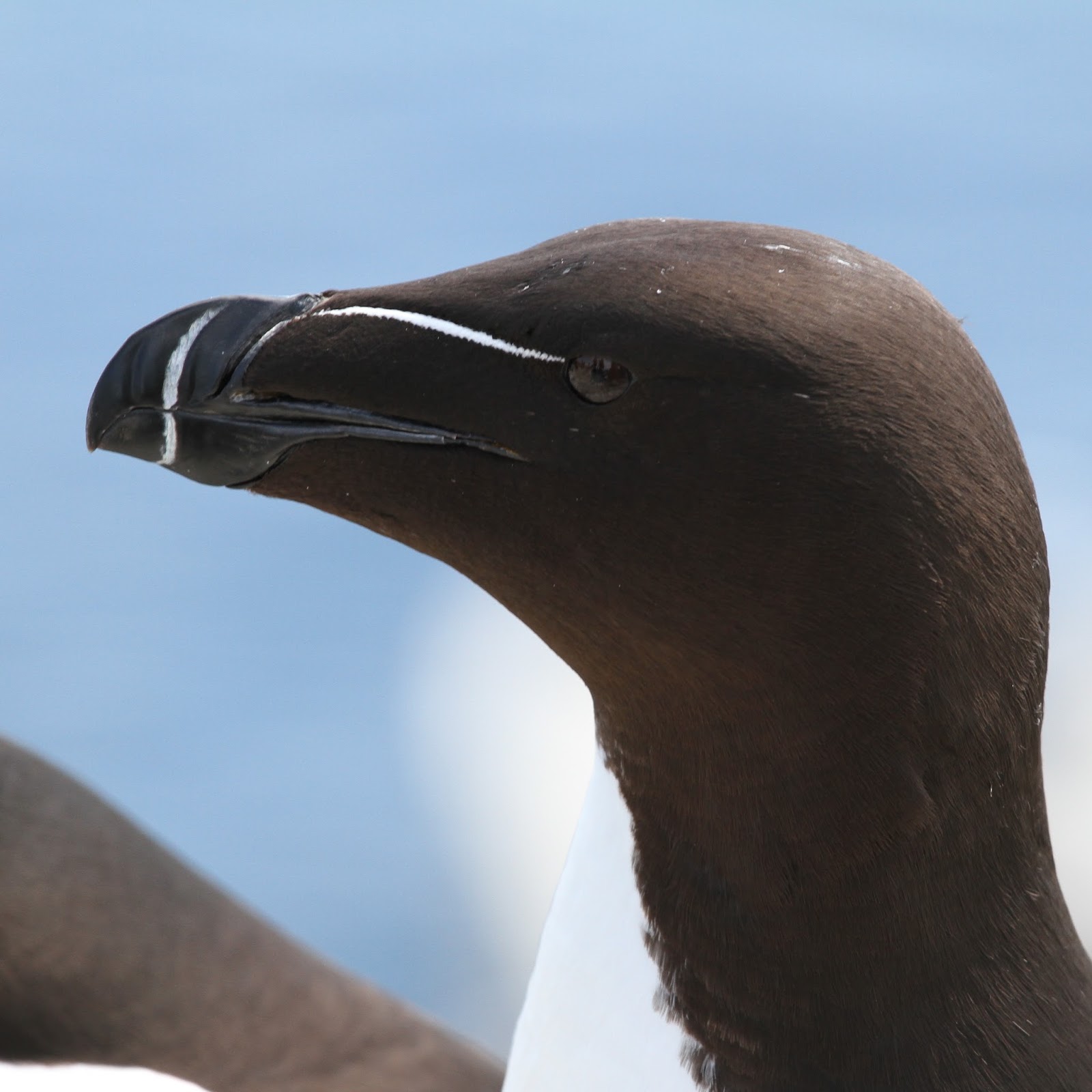 TrogTrogBlog: Bird of the week - Razorbill