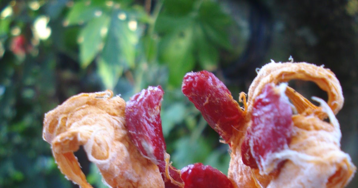 Canguçu em Cores: Melão-de-São-Caetano - Momordica charantia L ...