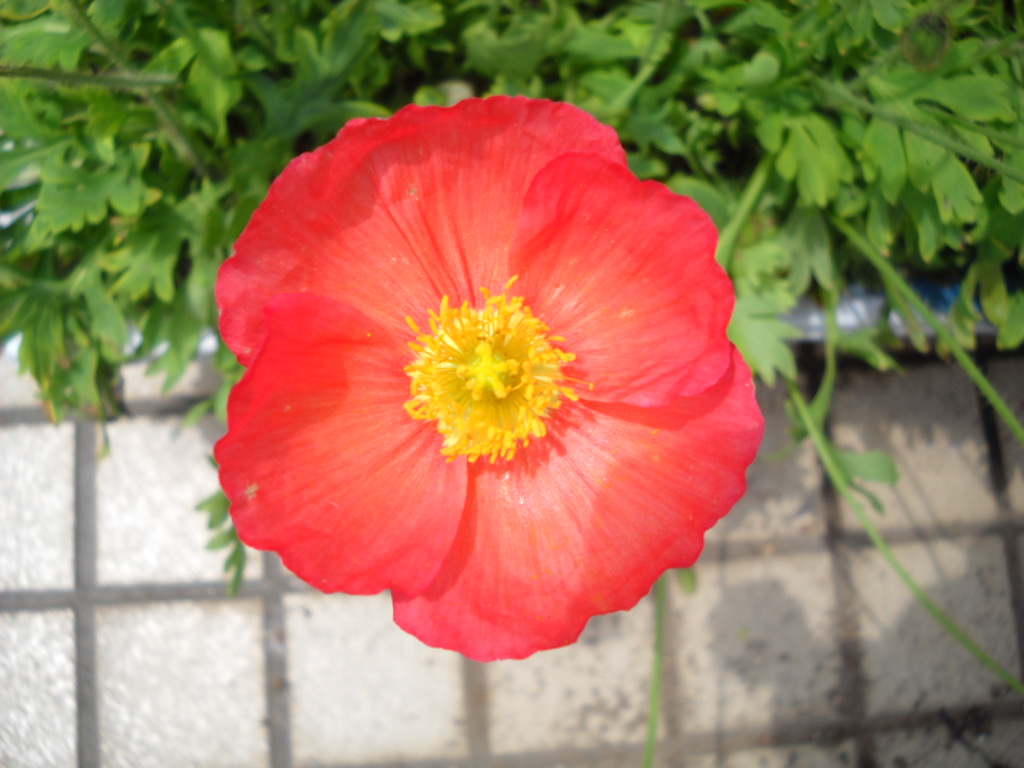 Daily Glimpses of Japan: Poppy Flowers in Japan