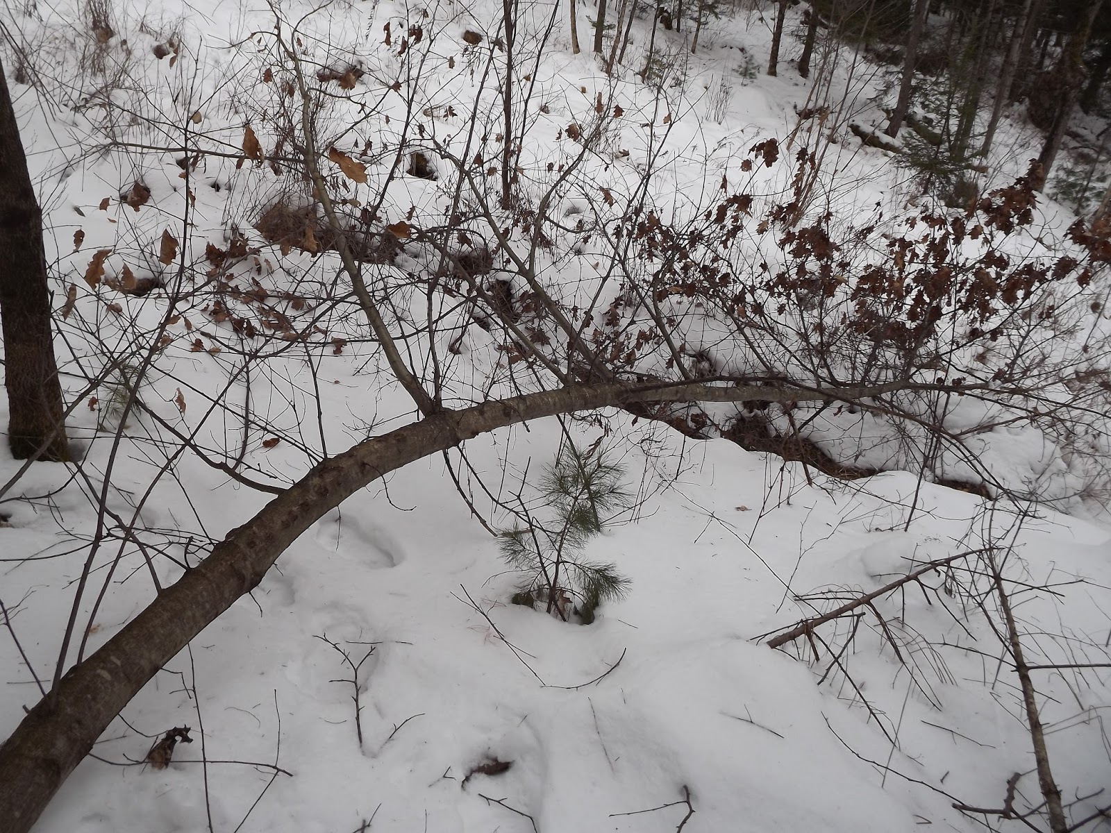 Hardwood Hermitage: Red oak spring pole