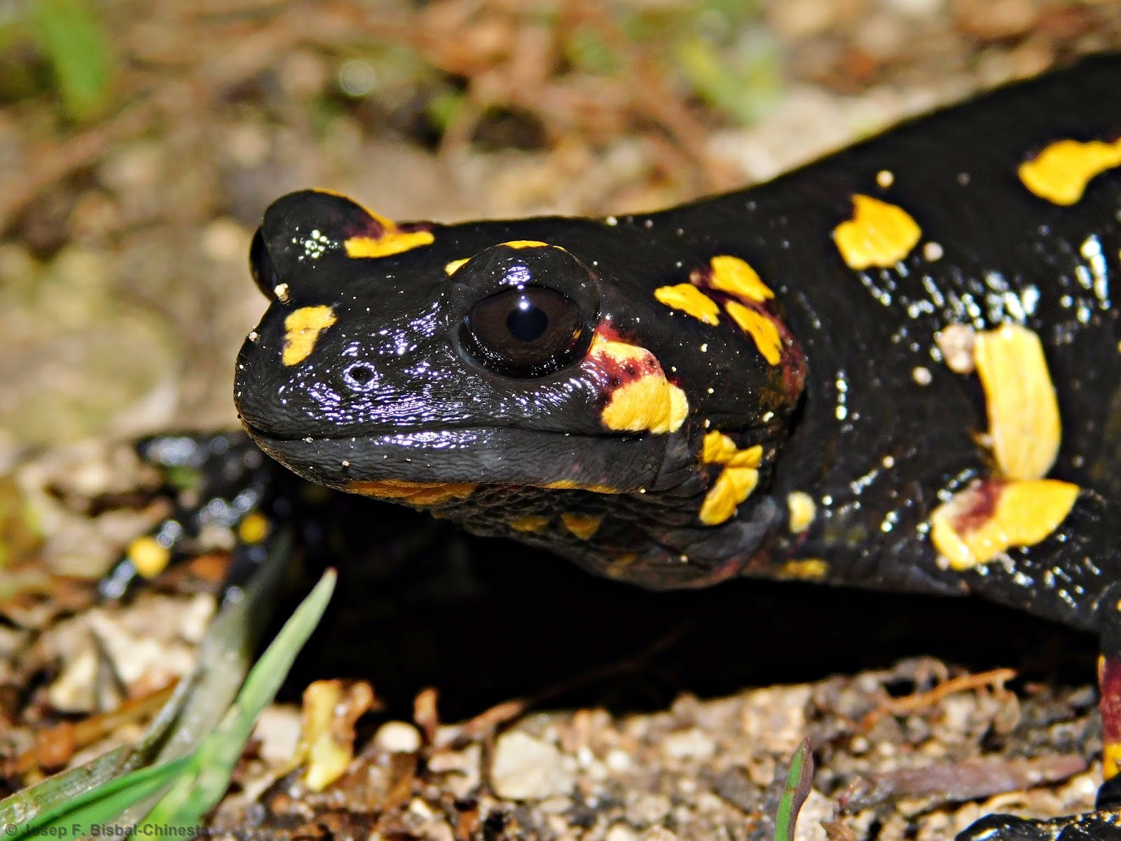 Sargantanes i Dragons: Salamandra salamandra - Salamandra comuna