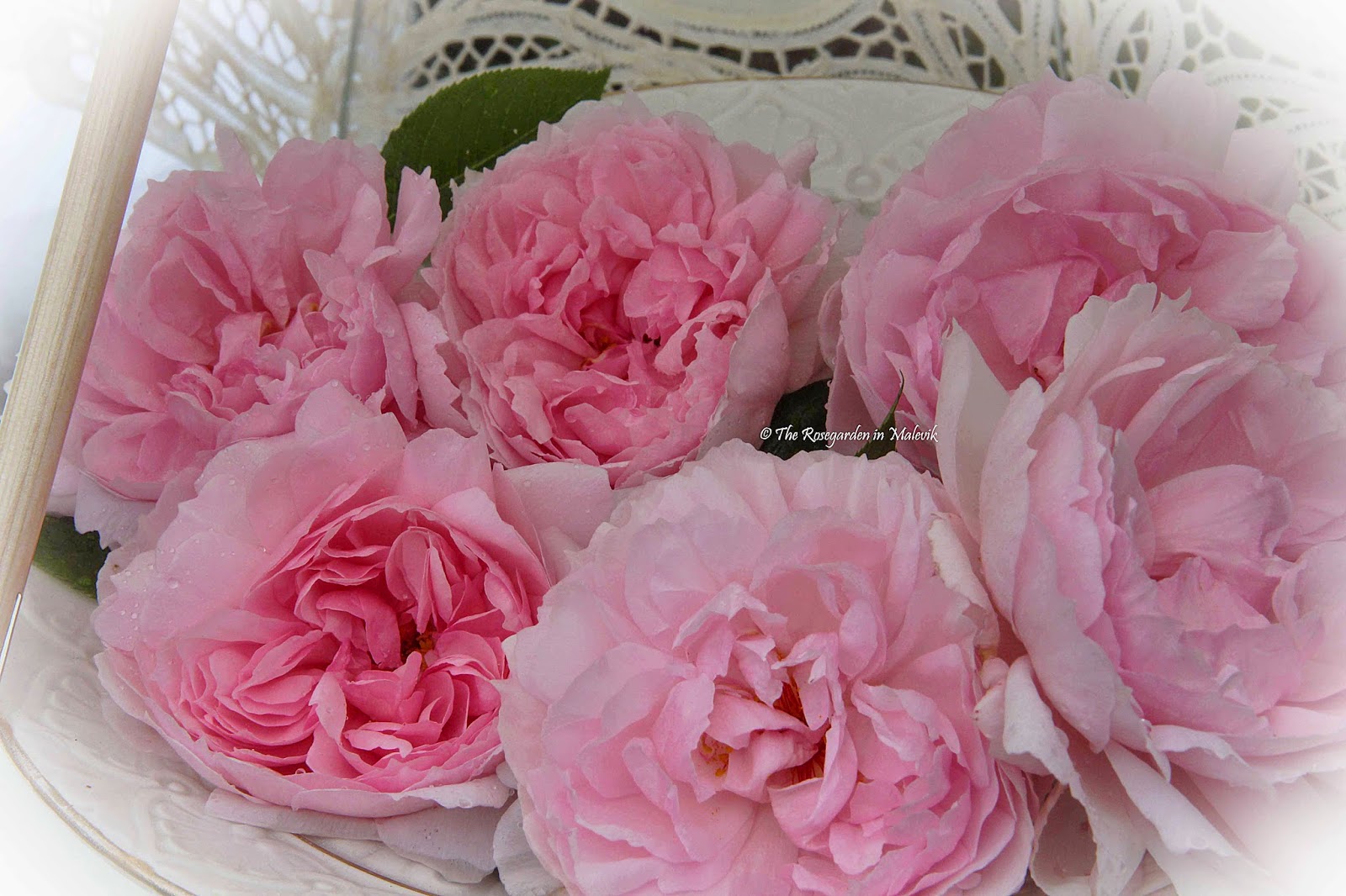 ROSE GARDEN Malevik: STORA ROSOR ~ Giant Roses