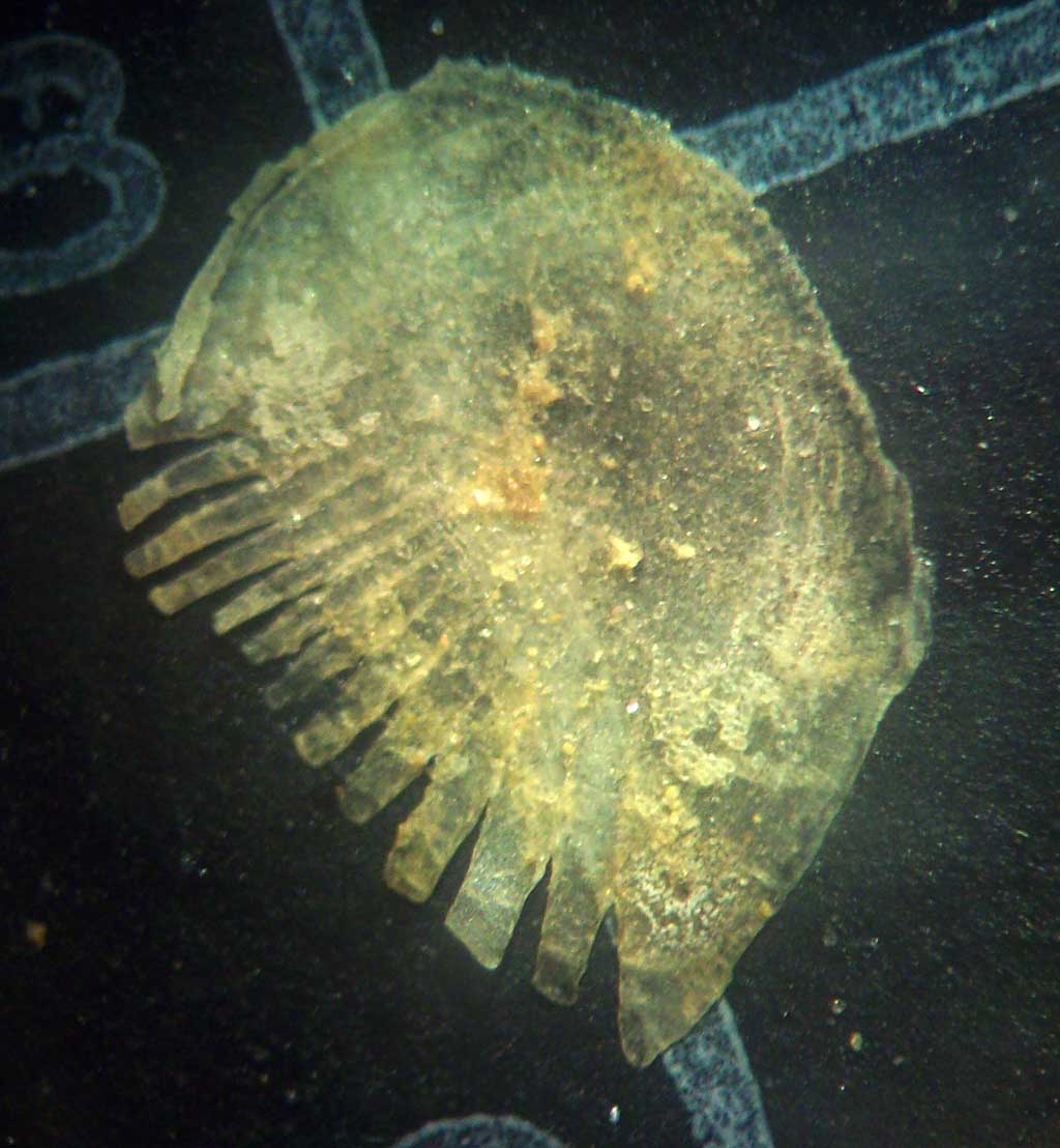 Louisville Fossils and Beyond: Micro Fish Fossils