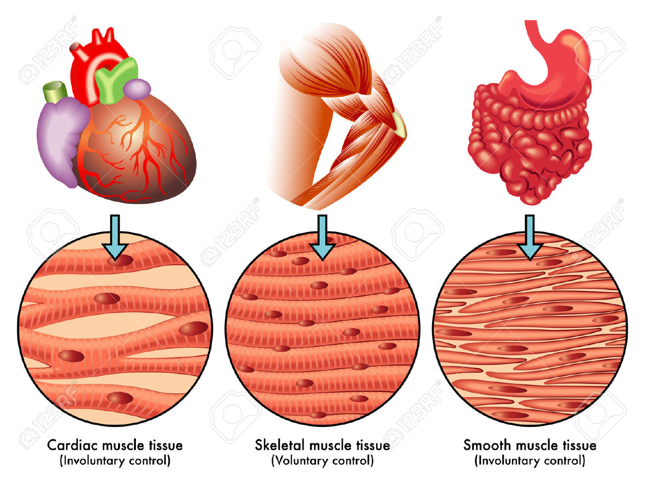 INTRANATOMÍA: 05. FISIOLOGIA DE LAS FIBRAS MUSCULARES