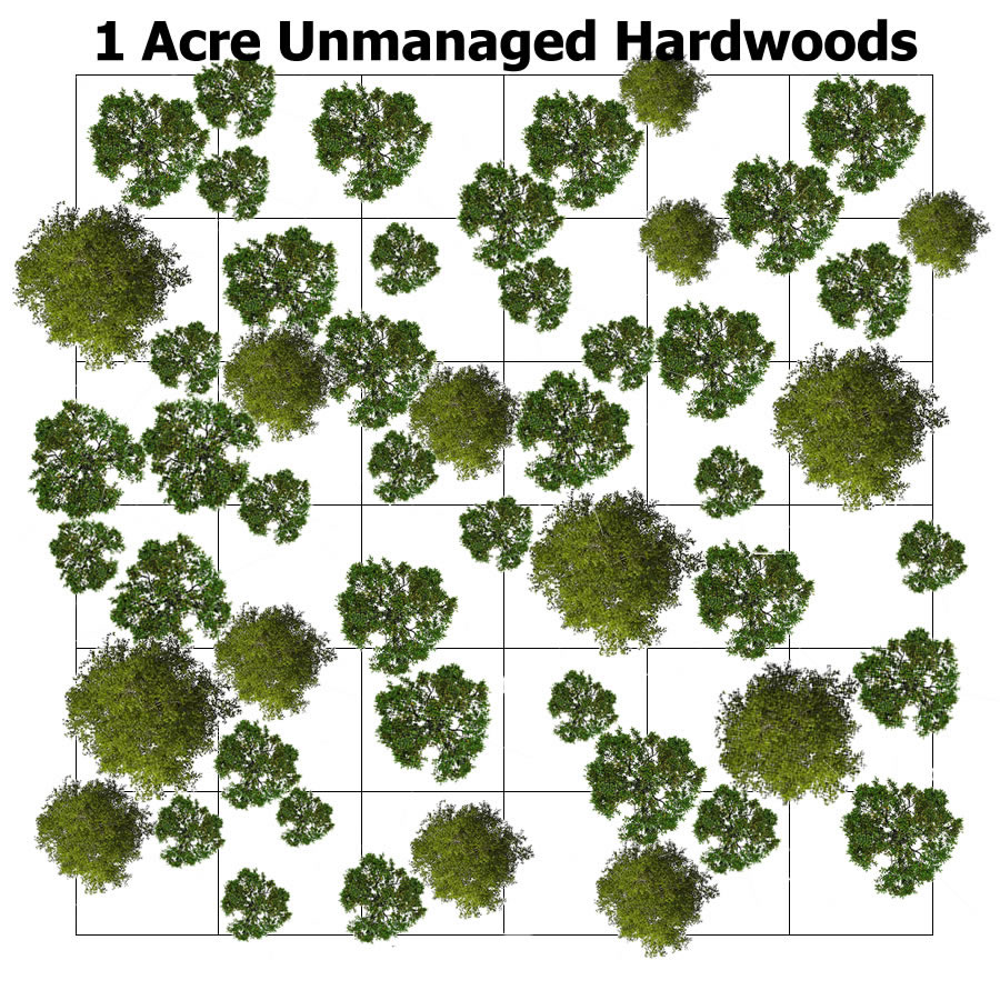 Crop Tree Release (CTR) for Wildlife and Hardwood Management