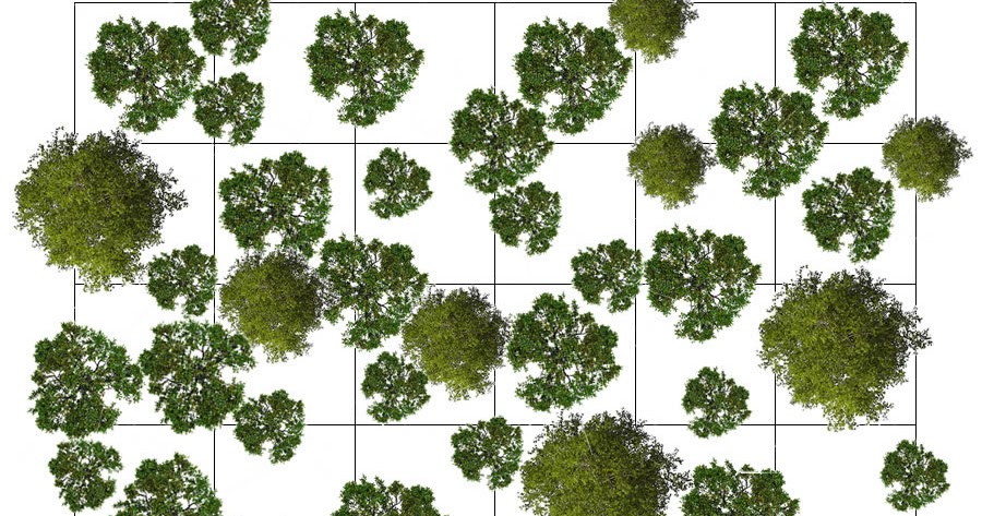 Crop Tree Release (CTR) for Wildlife and Hardwood Management