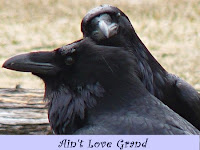 Raven Spirit Talk: Real Raven Talk