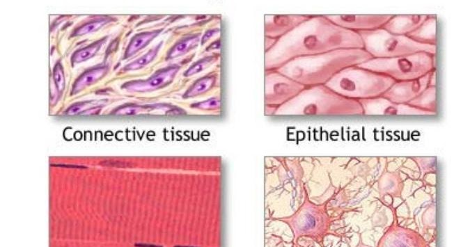 Tissues including membranes and glands: types