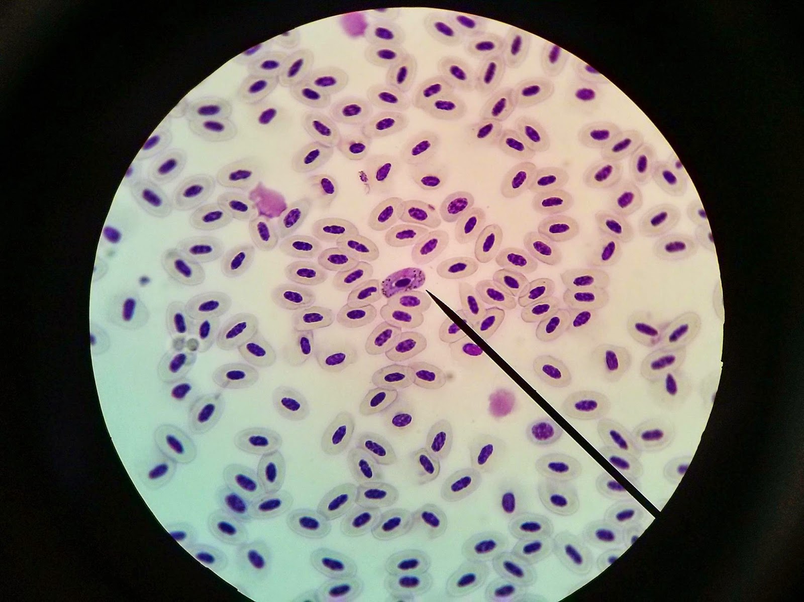 Songbirds & Parasites : Avian Malaria (& Relatives) Workshop - Part 2 ...