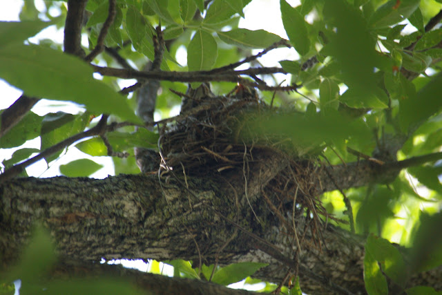 JUST DUCKY!: July 2020