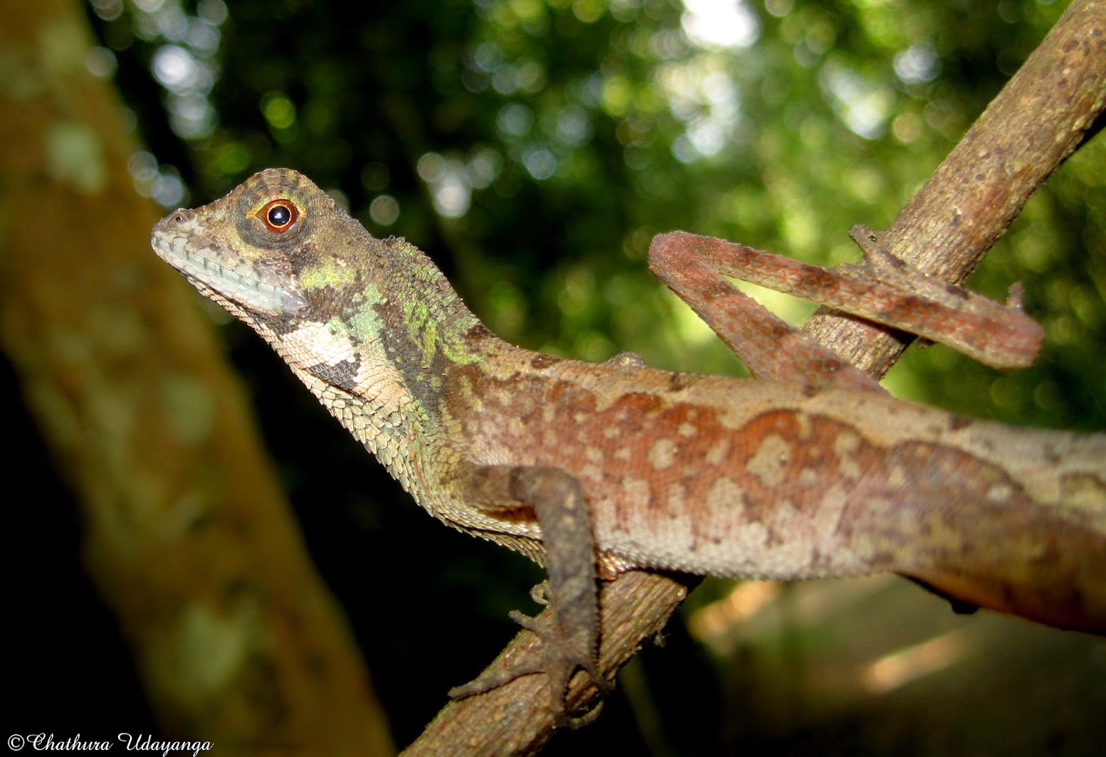 Nature Of Srilanka: Otocryptis wiegmanni Wagler, 1830; Sri Lanka ...