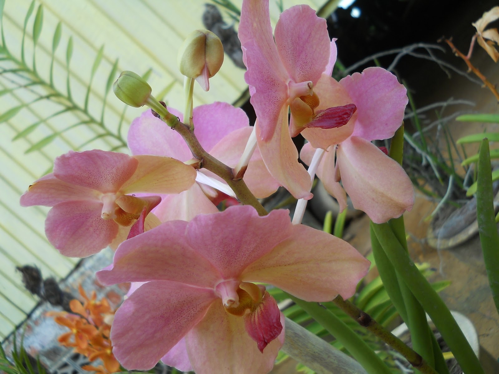 Putih Vs Hitam: Orkit Mamaku