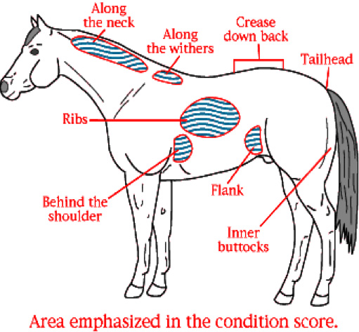 horseman's journey: Spring Training