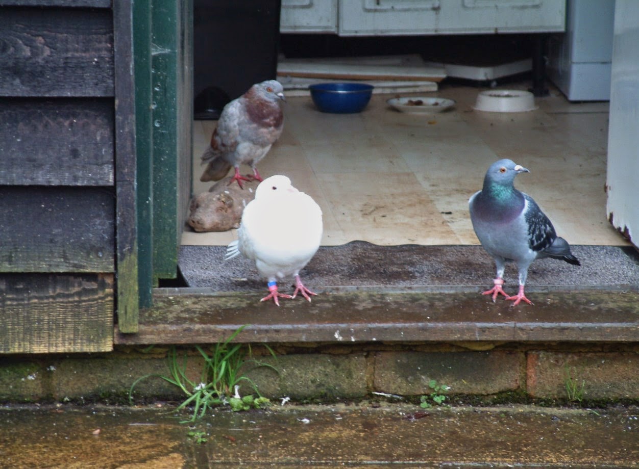 My Doves: December 2014