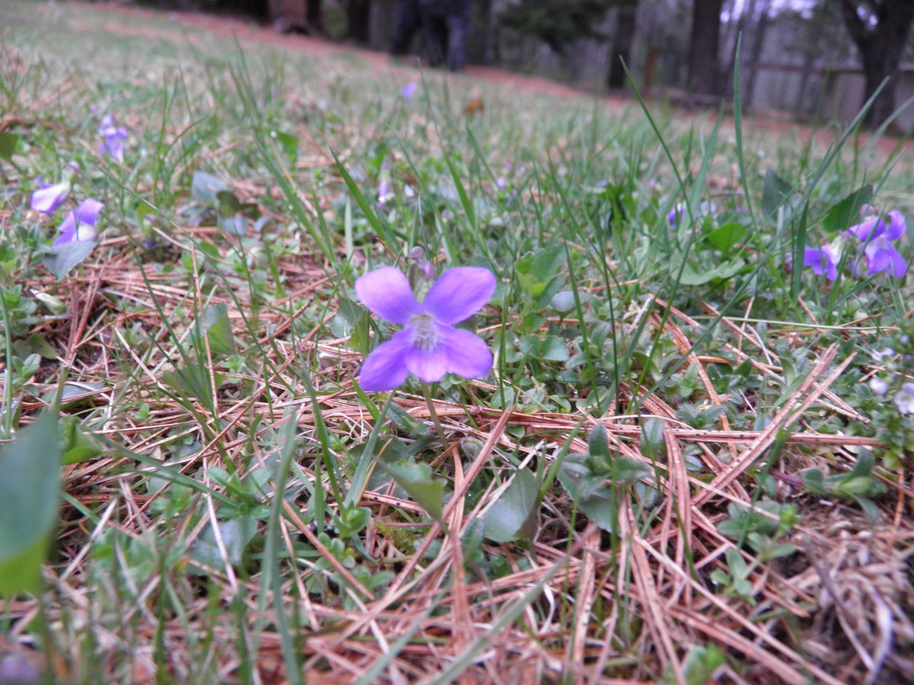 Docaitta Lifestyle: Foraging: Blue Marsh Violets
