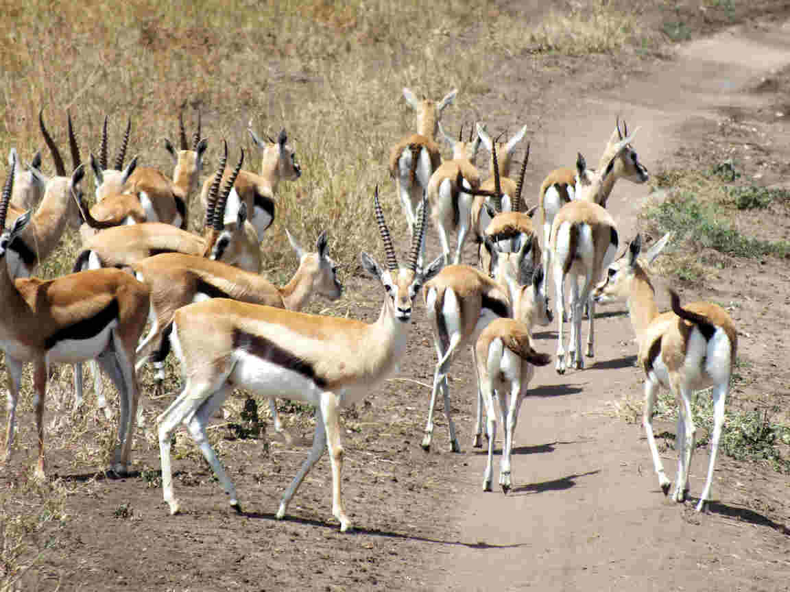 Africa Photo Safari 2012: Migration Time