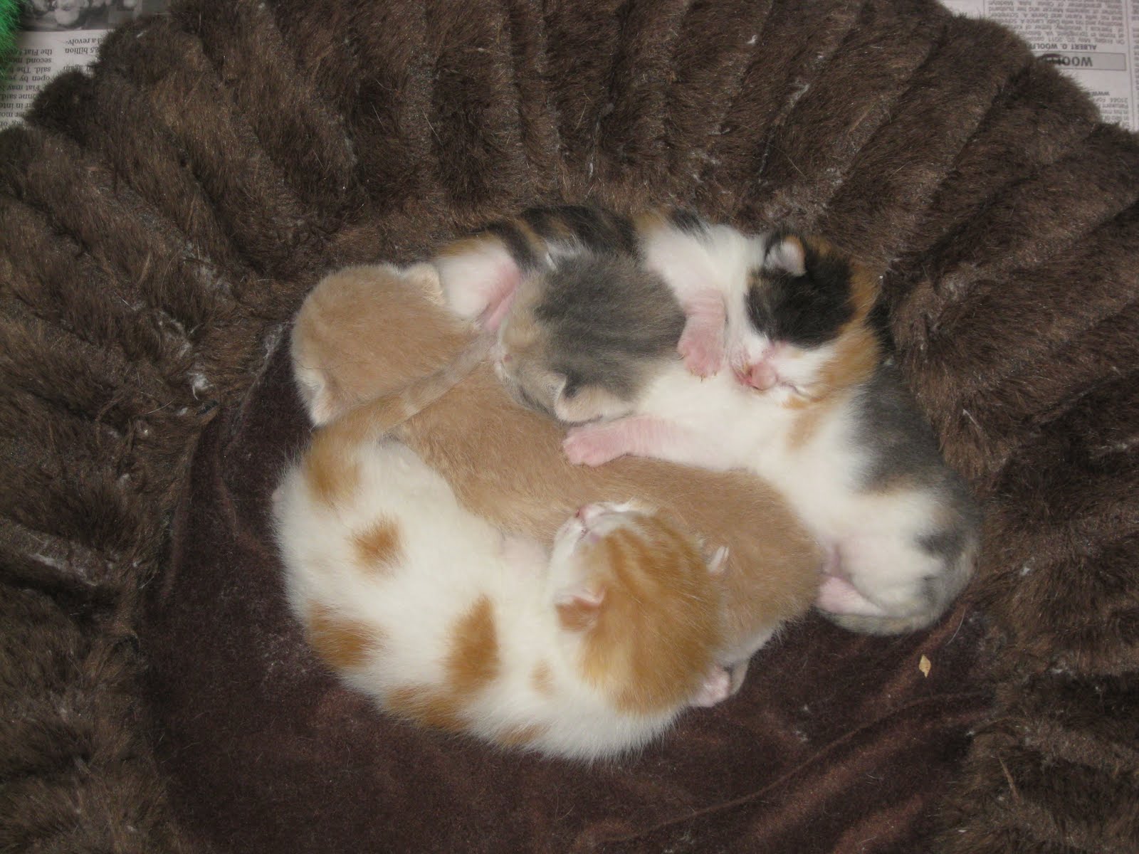 A Cornucopia of Kittens: Welcome Home Kitties!