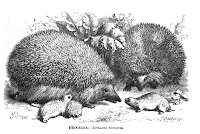 Researching Food History : Hedgehogs
