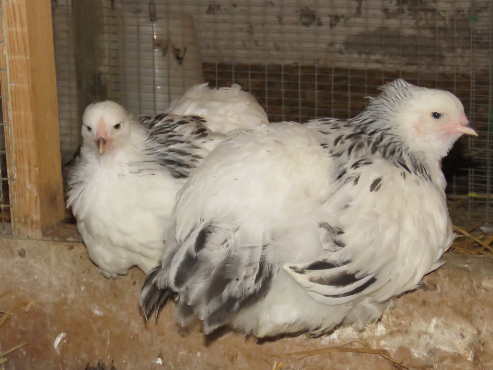 Hobbydyrenes blog: Høns og kyllinger