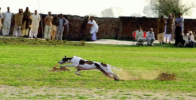 Running Rabbit Difficult to Catch Said Dogs Amazing