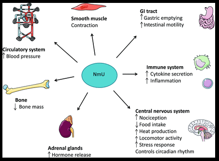 Help For Mood Disorders: NEUROPHYSINS AND NEUROMEDIN U