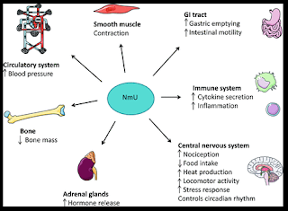 Help For Mood Disorders: NEUROPHYSINS AND NEUROMEDIN U
