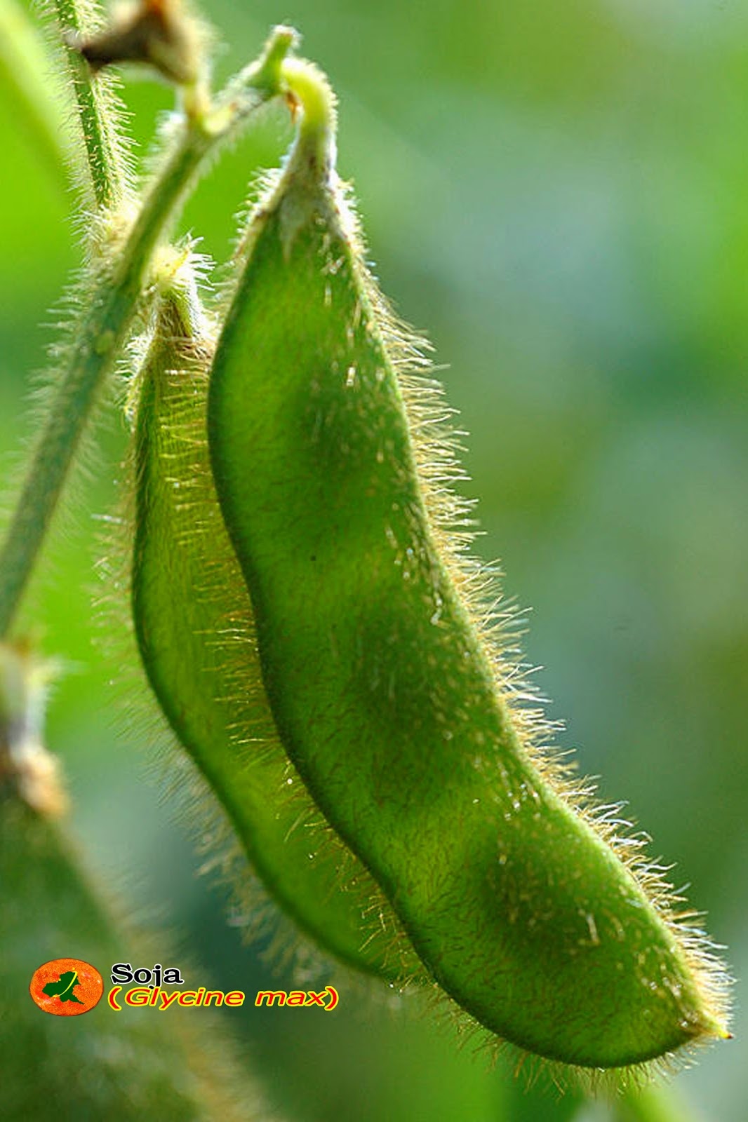 Jisohde Unaiense: Soja (Glycine max)