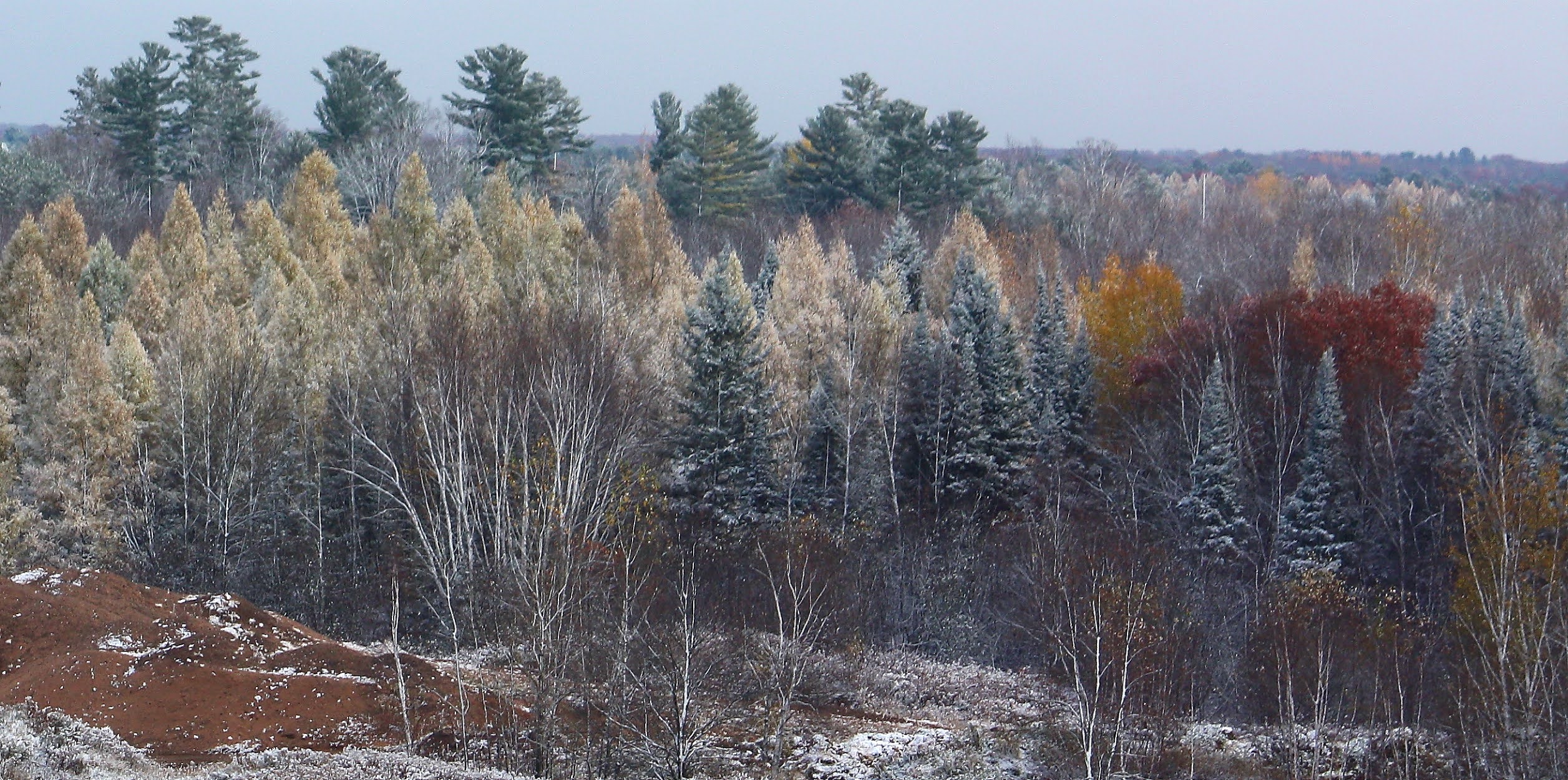 Susan Mayer's Haven: Tamarack Swamp