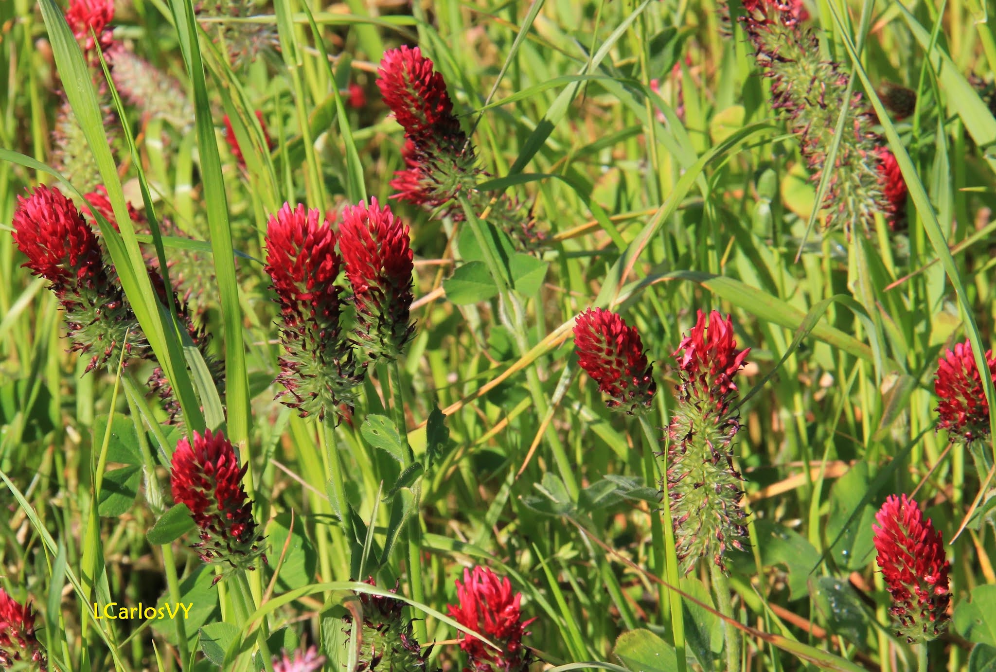 Plantas silvestres de Asturias: Trébol rojo, trébol encarnado ...