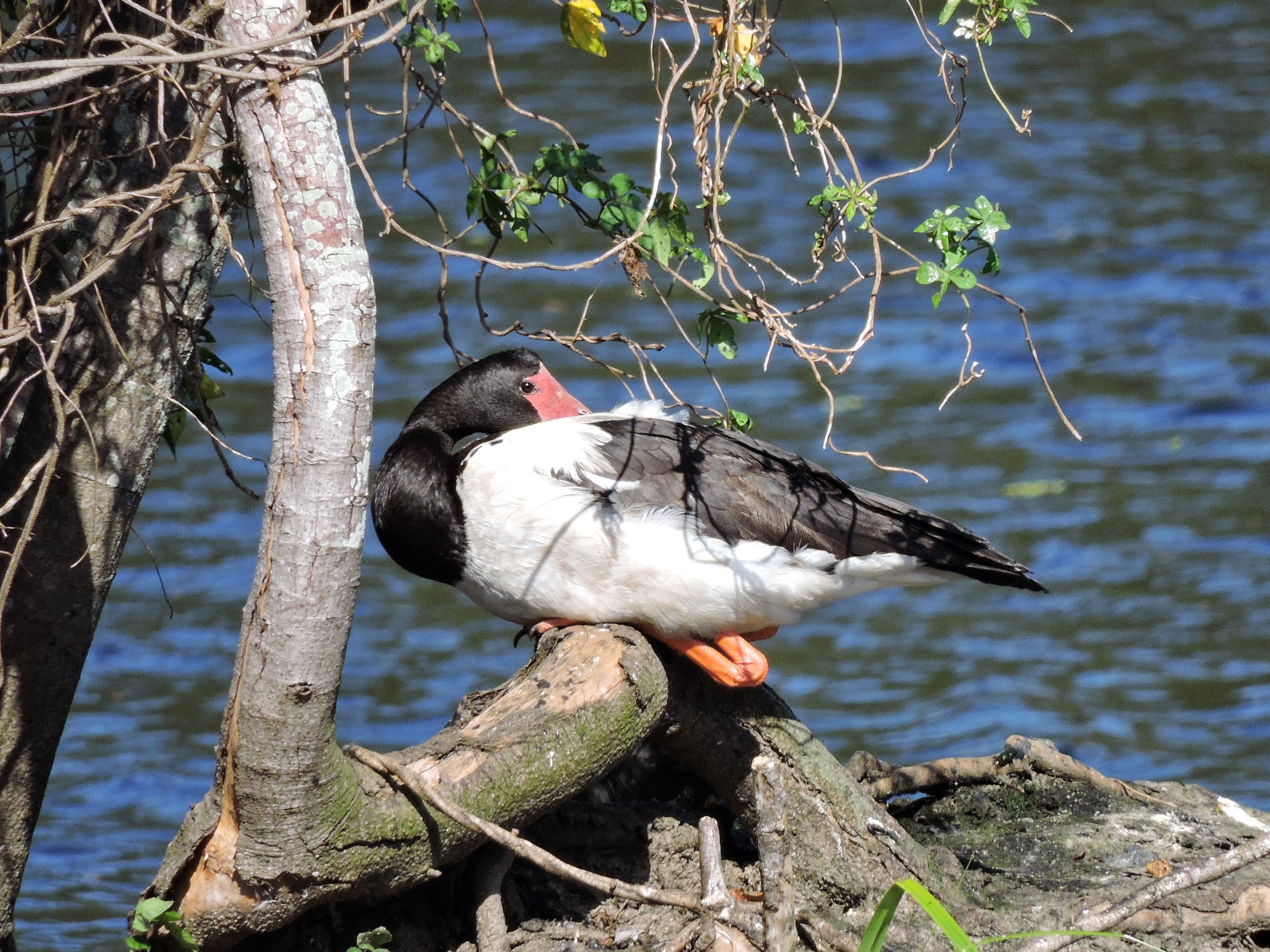 Birding - Tweed Heads - Australia: Tweed Bird List with Photos