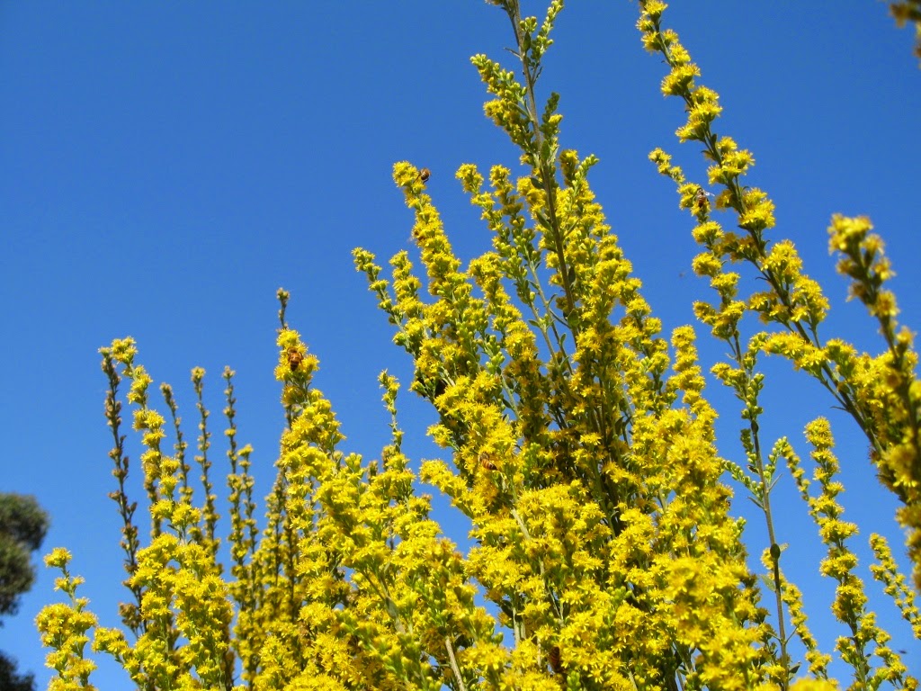 Mother Nature's Backyard - A Water-wise Garden: Plant of the Month ...