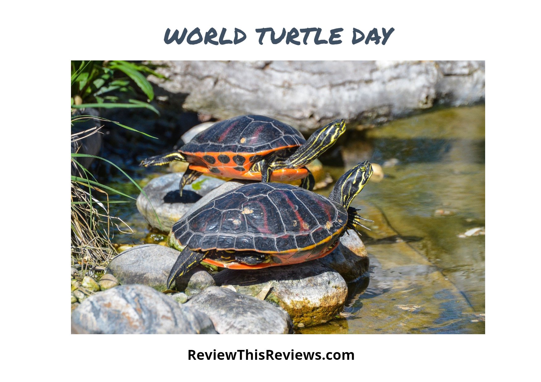 Reviewing World Turtle Day