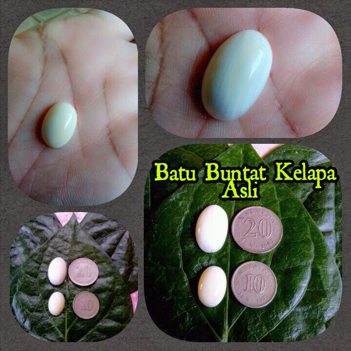 Koleksi Geliga & Khazanah Asli: buntat kelapa asli