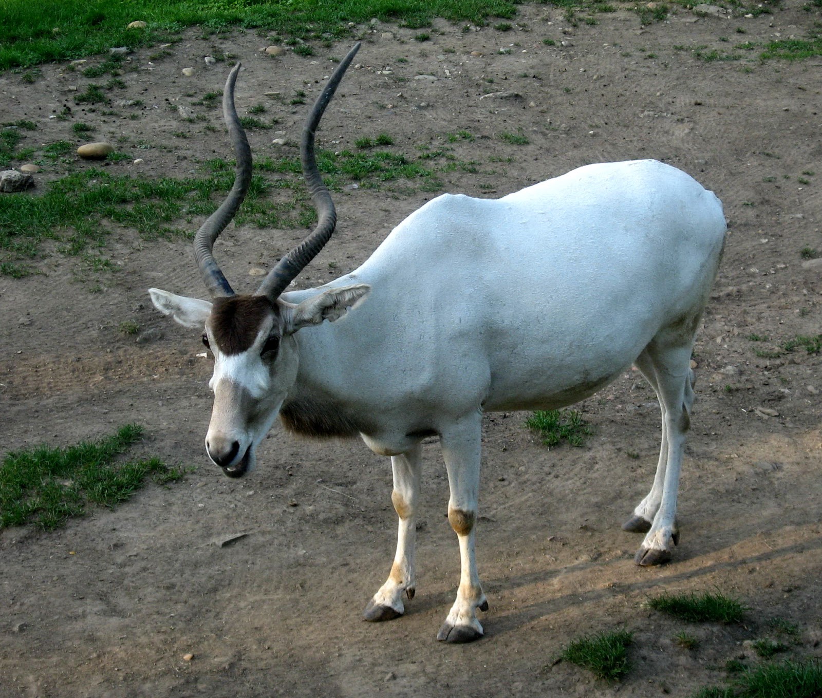 O Livro da Natureza: Antilopes
