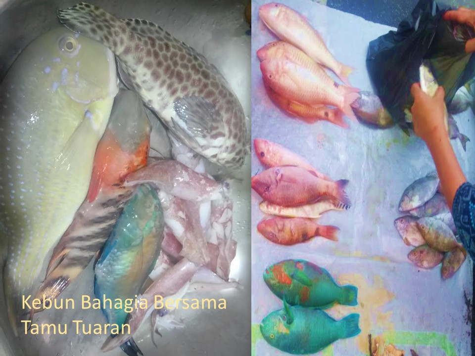 Kebun Bahagia Bersama: Pulau Mantabuan