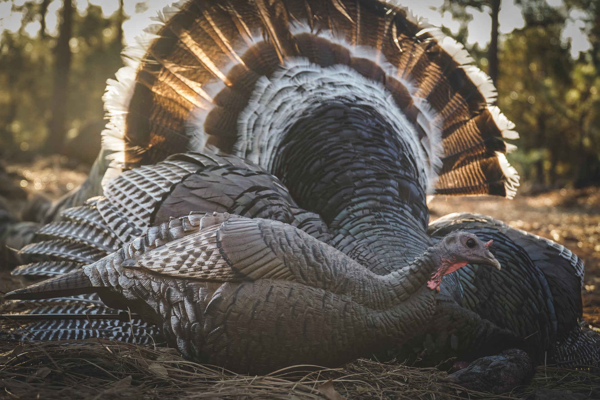 Goulds Turkey Hunt