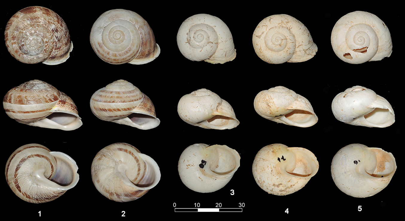 [TMP] "Palaeolithic diet included snails 10,000 years ..." Topic