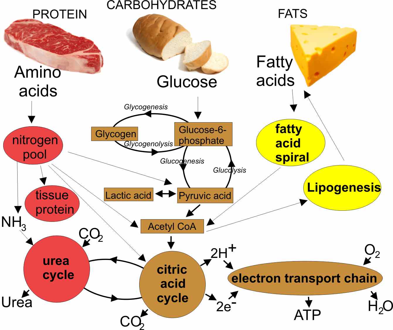AMG: Biochimie- Curs3 : METABOLISMUL