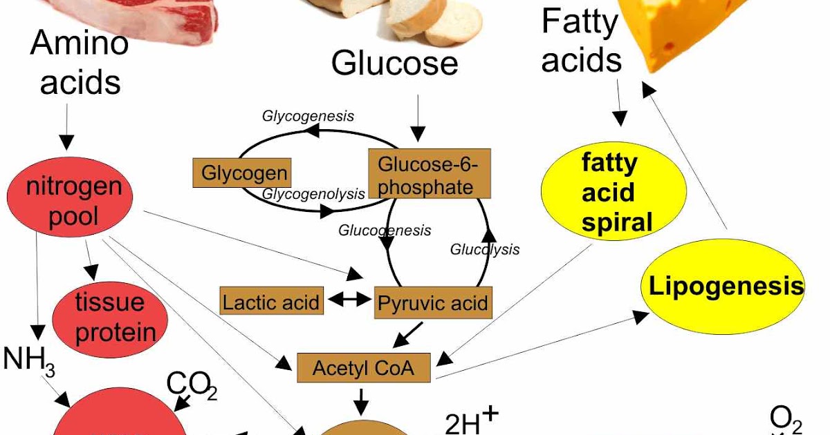 AMG: Biochimie- Curs3 : METABOLISMUL