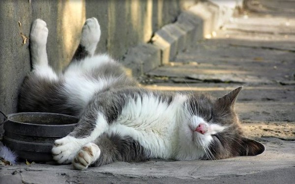 Heroic Pic: El gato vagabundo