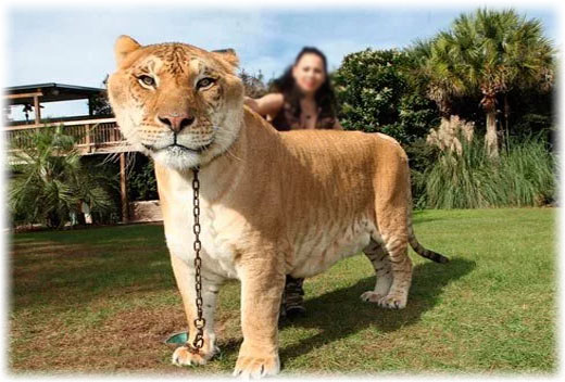 Ligre - Mito ou verdade?? - Jornal do Pet