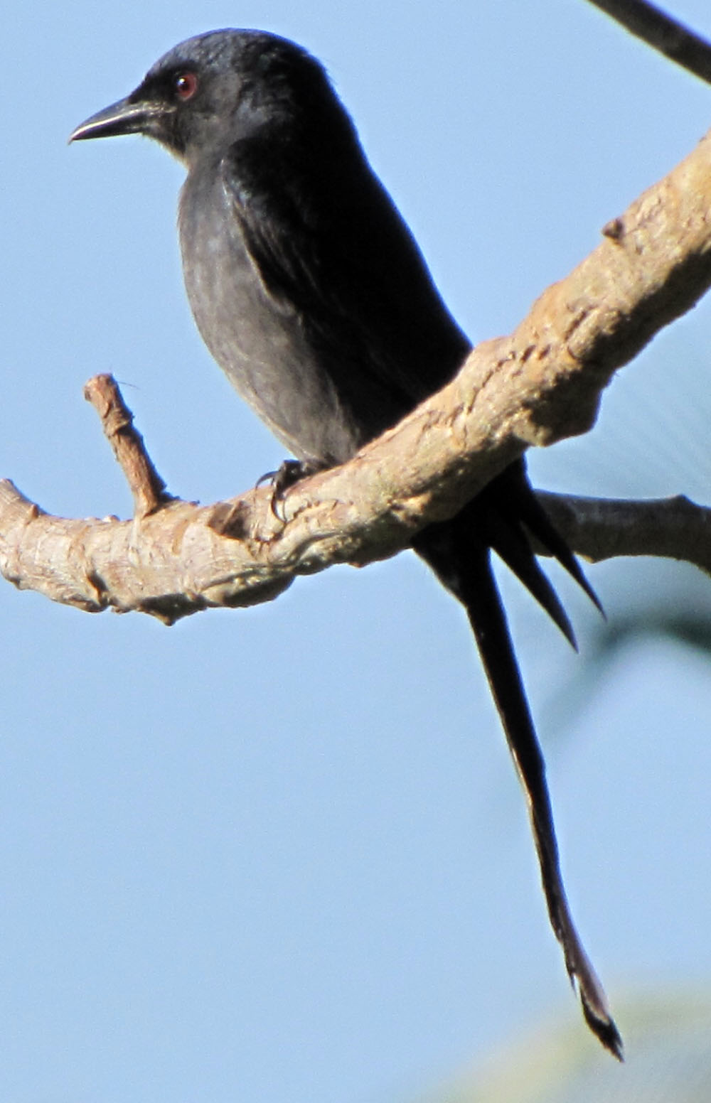 Birds Of Western Ghat: Bird Photo