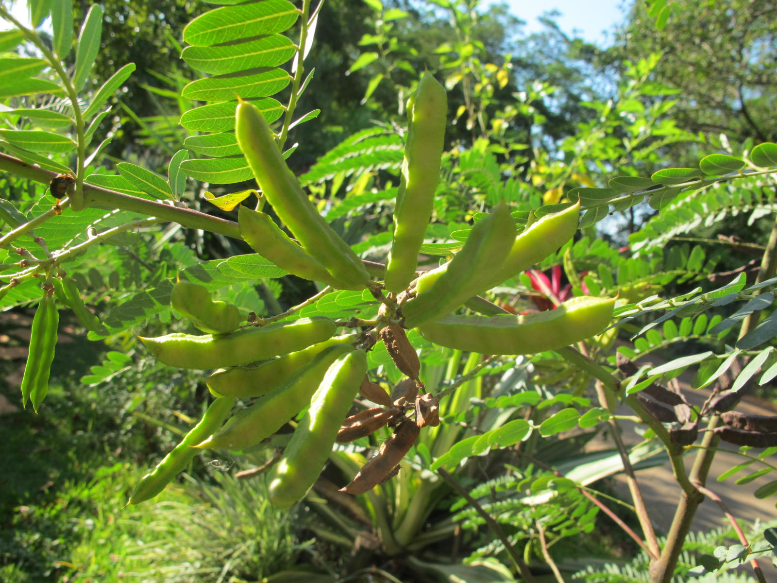 Fabaceae - Leguminosae no Brasil: Fabaceae - Sesbania virgata (Cav.) Pers.