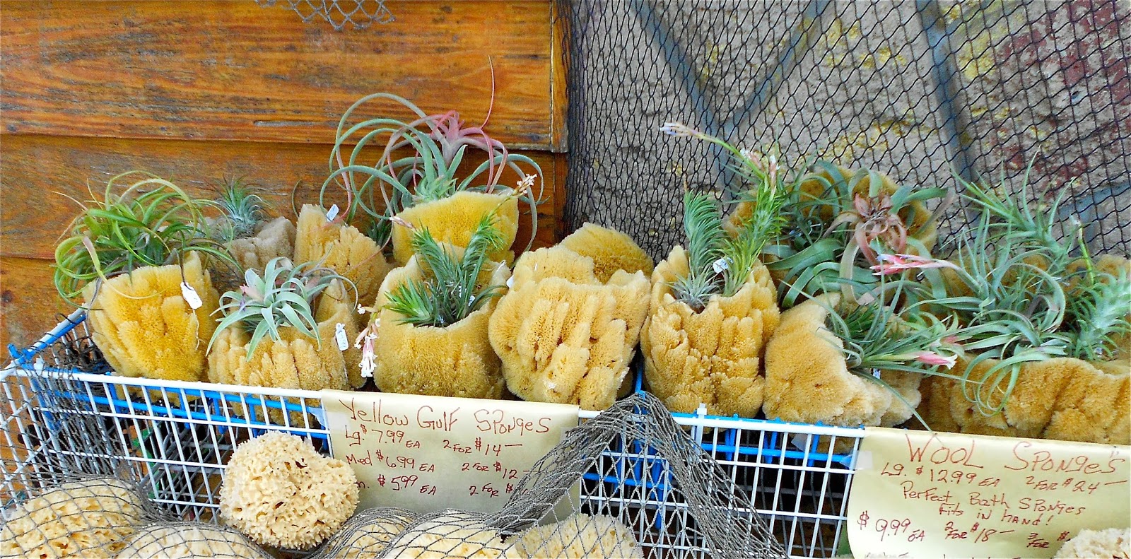 Miss gg: Sponges, Sponges and More Sponges!